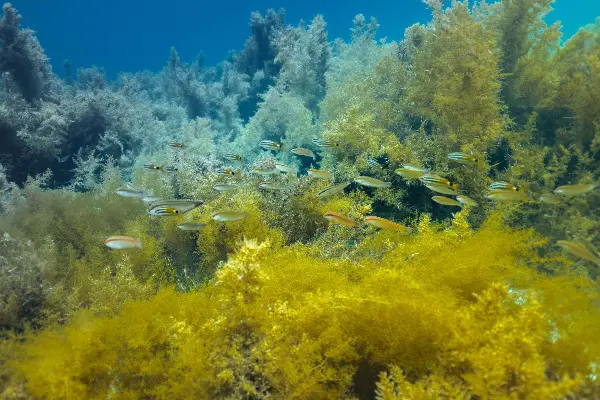 A Guide to Rottnest Island's Marine Life | Rottnest Island
