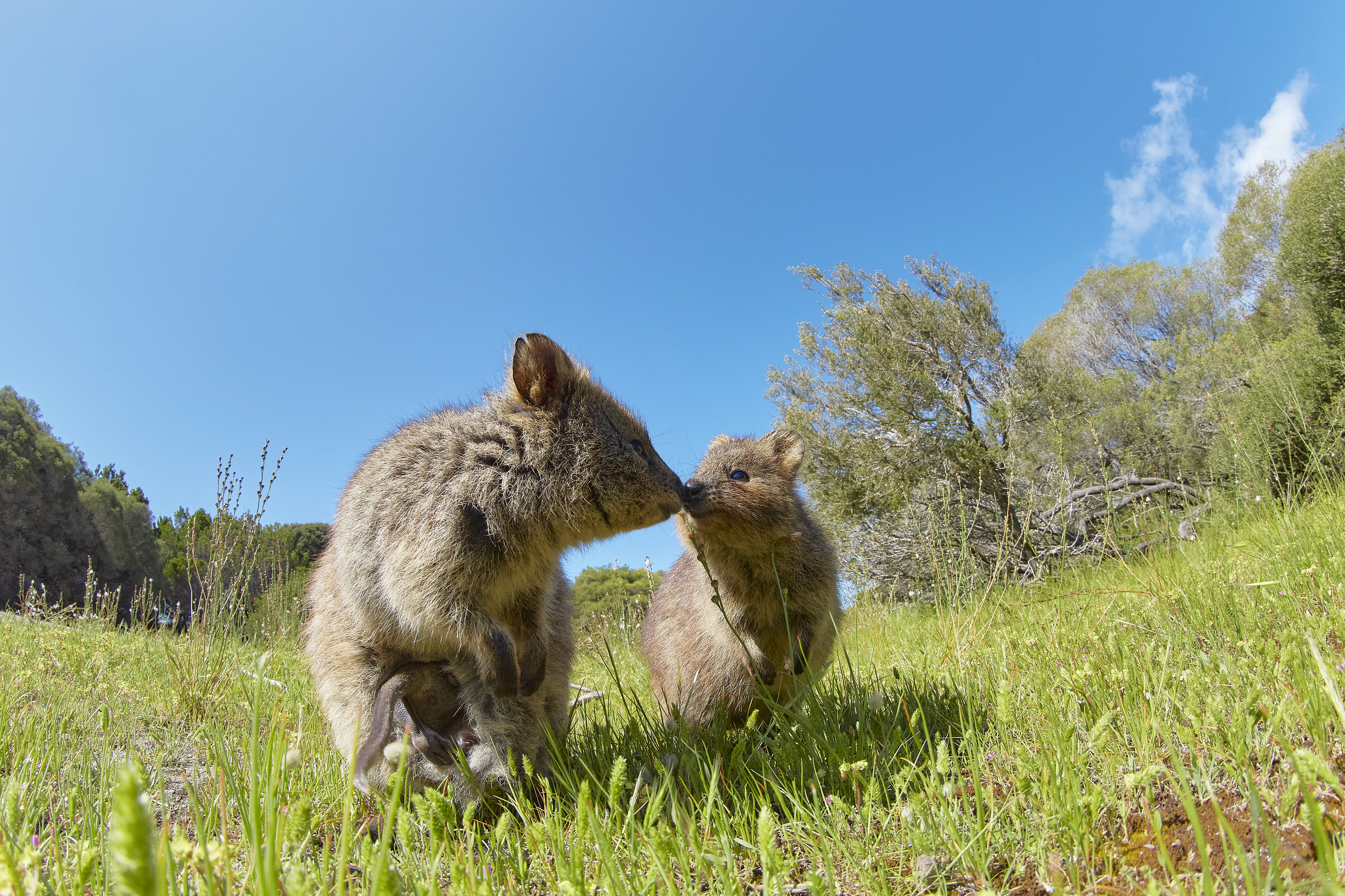 Wildlife Encounters On Wadjemup Rottnest Island Wildlife Encounters On Wadjemup Rottnest Island