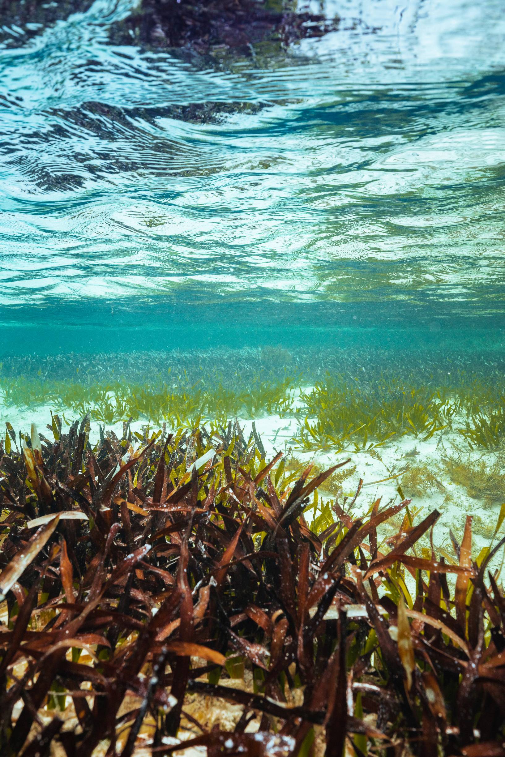 Rottnest Island | Parker Point Snorkel Trail
