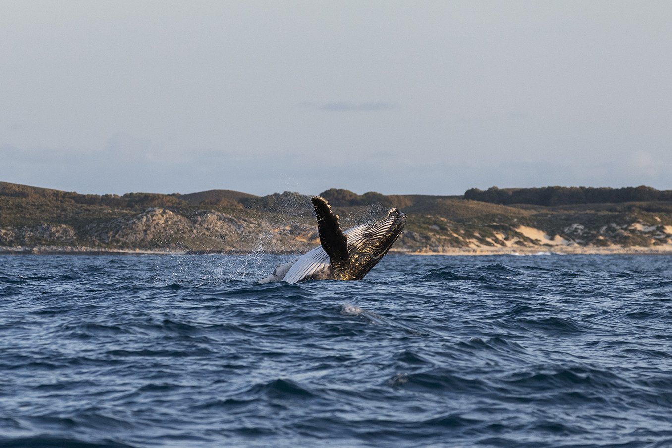 Rottnest Island | Whale Watching